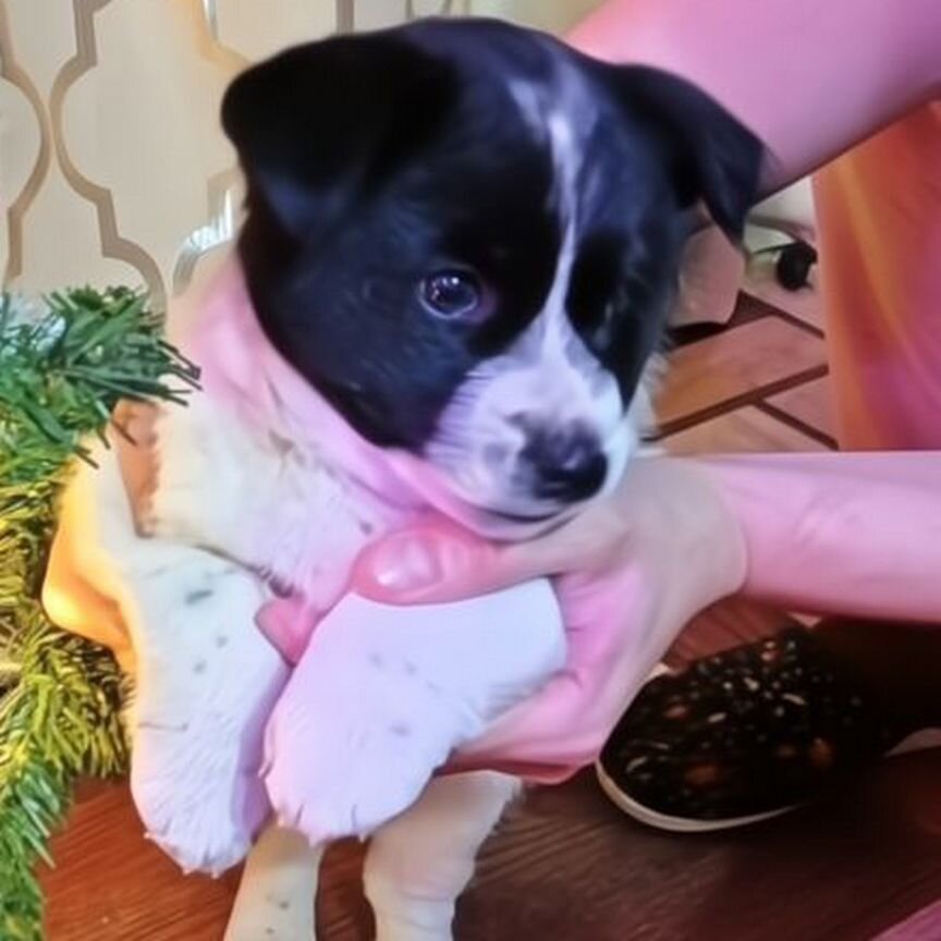 Щенок в добрые руки