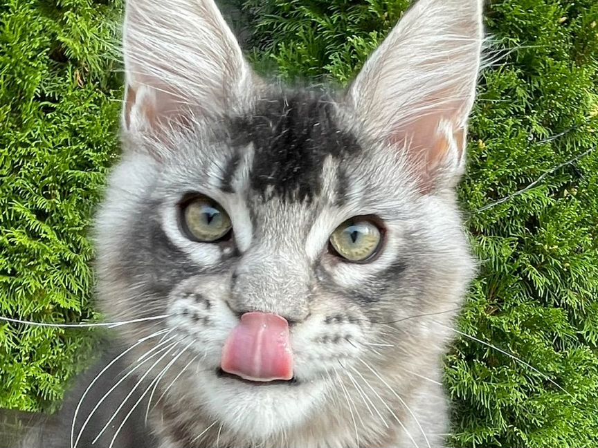 Мейн-кун котик