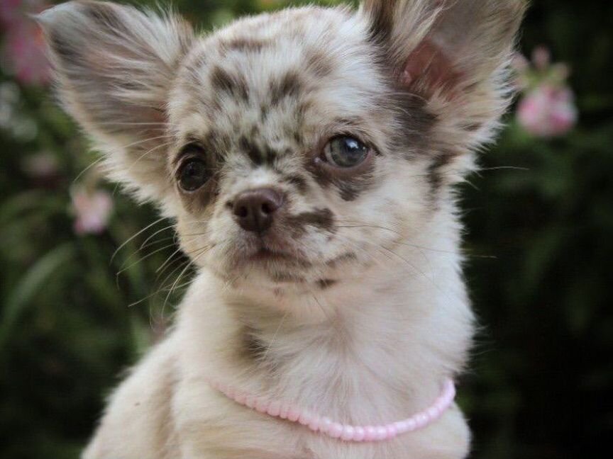 Щенок чихуахуа