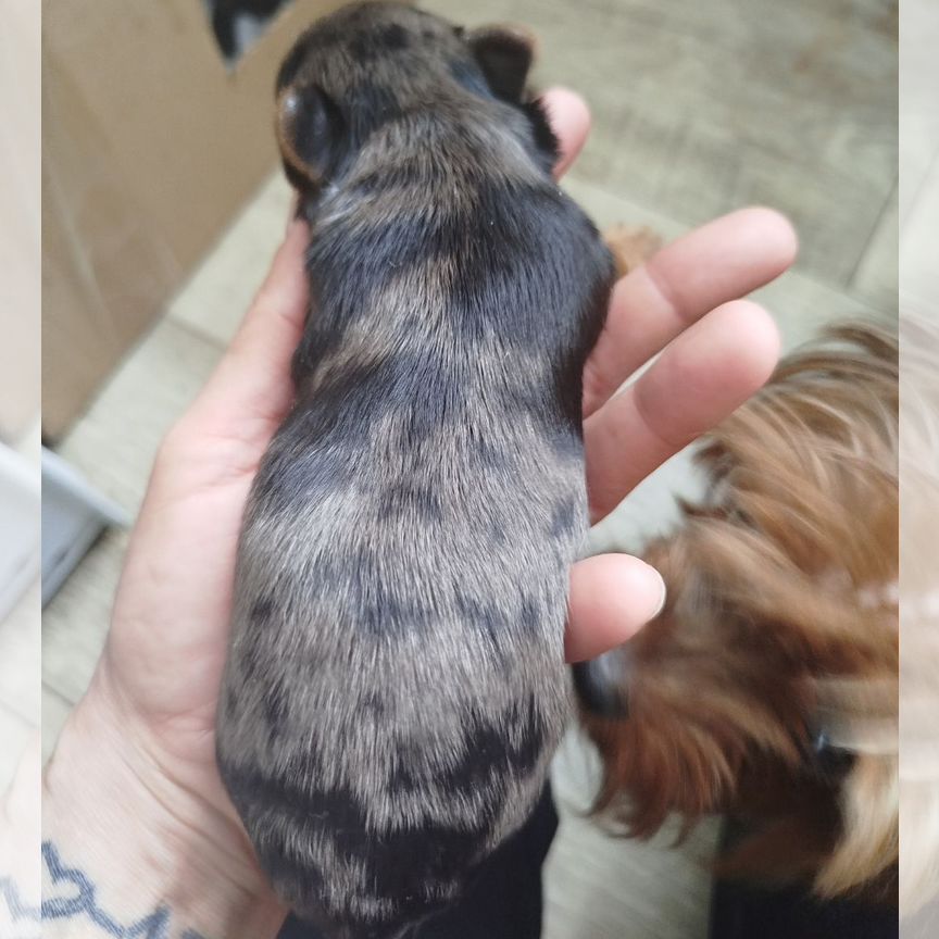 Йоркширский терьер, щенок