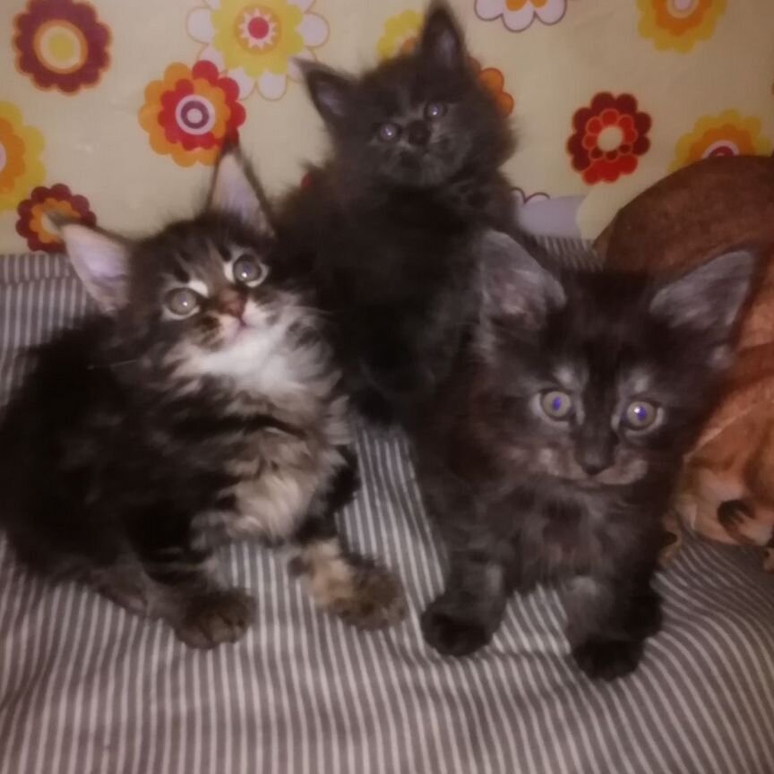 Мейн-кун котята