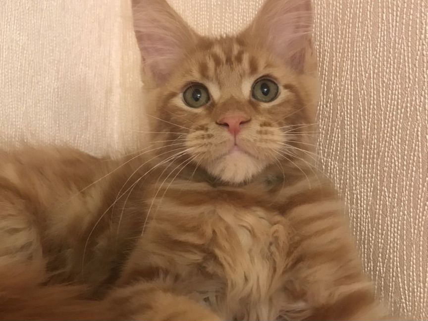 Шикарный кот мейн-кун