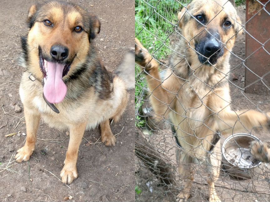 Спасите двух собачек