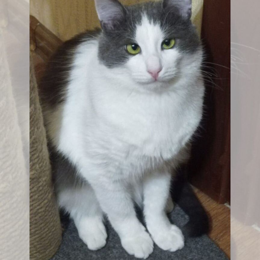 Ищу дом и любящих хозяев молодому коту