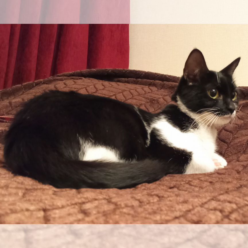 Взрослая кошка в добрые руки