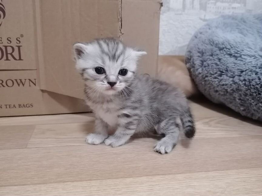 Шотландский котенок