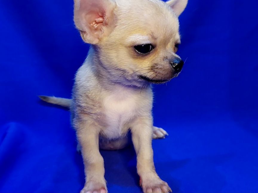 Чихуахуа щенки