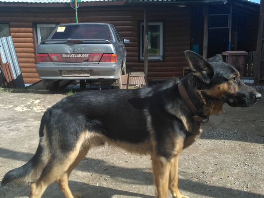 Вязка немца