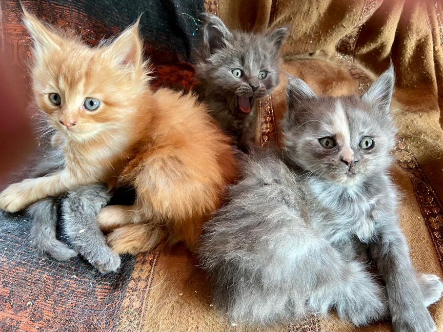 Котята мейн-кун