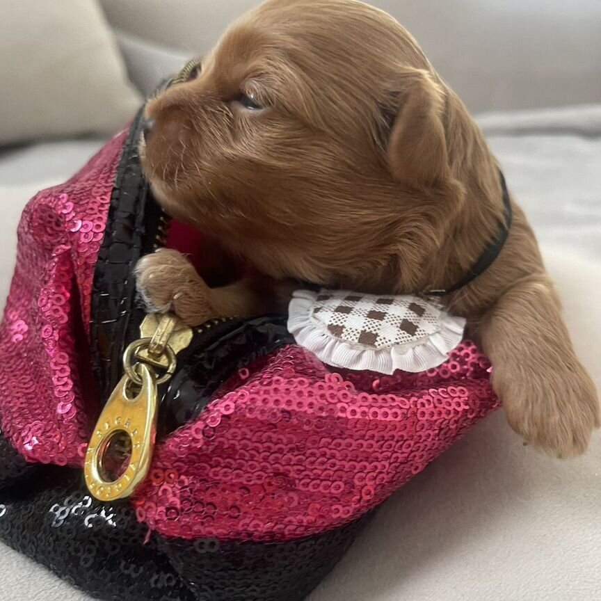 Мальтипу, щенок