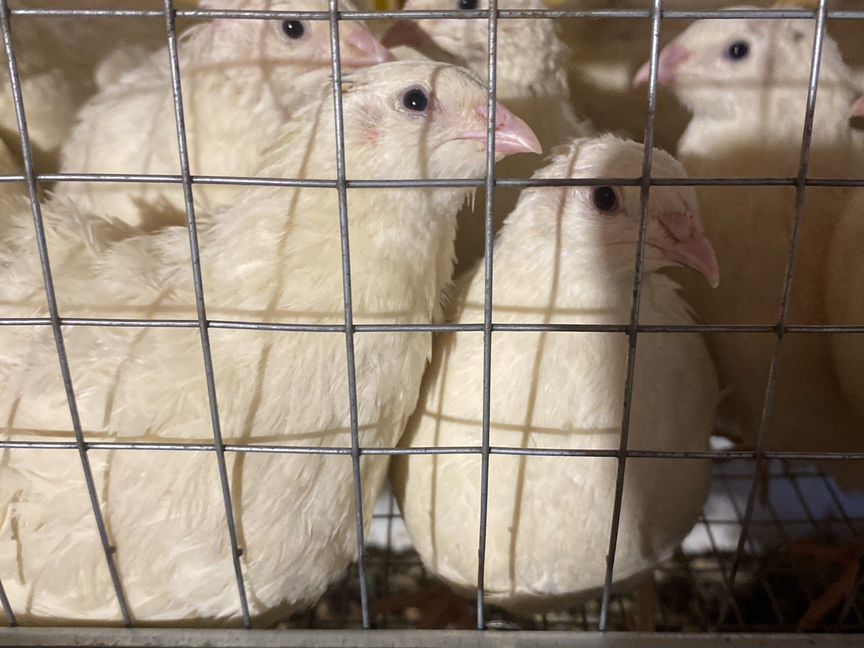 Перепела техасцы