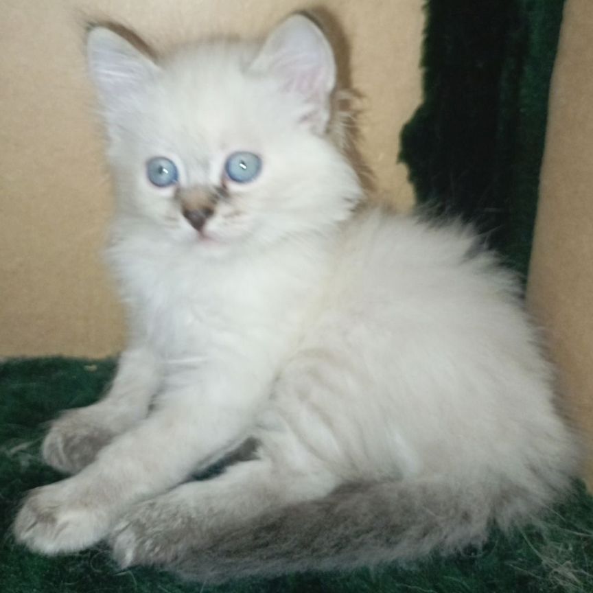 Котёнок от частного владельца