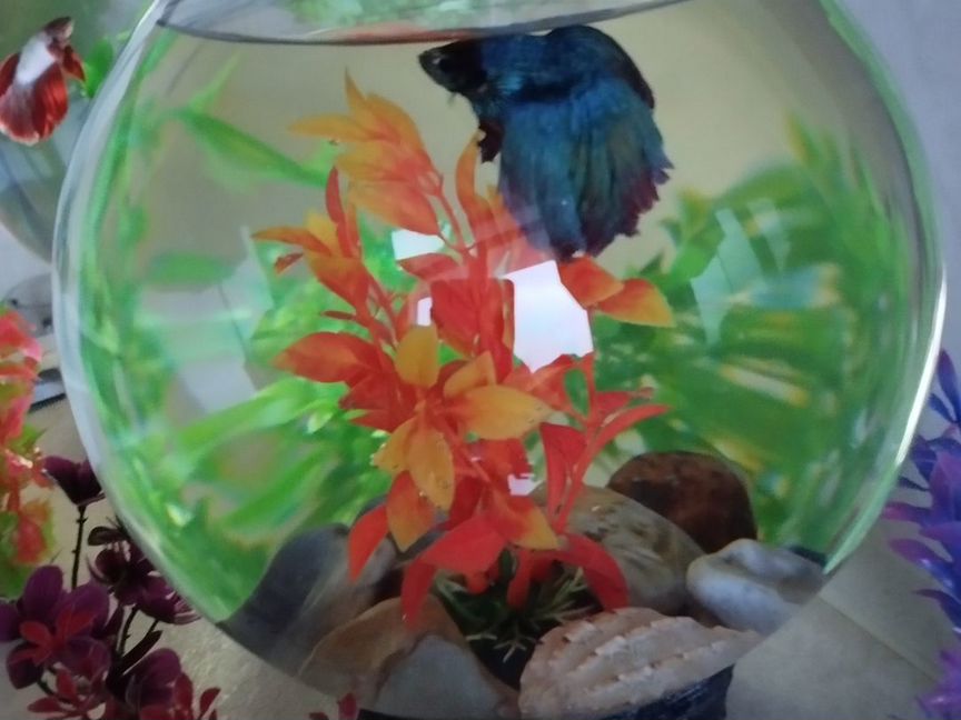 Продам круглый аквариум комплект с петушком