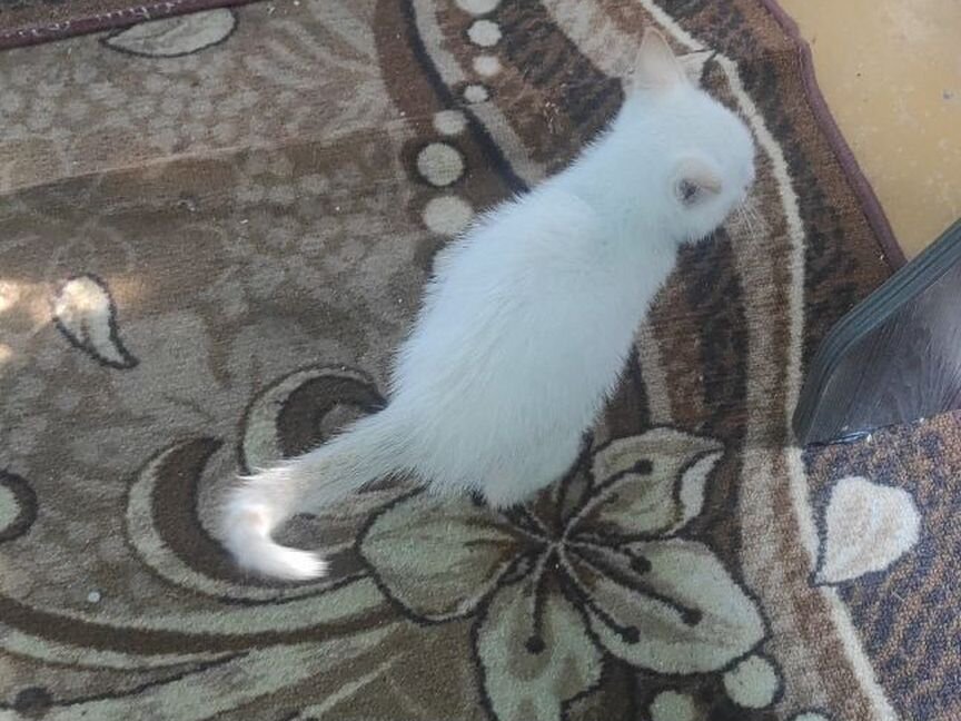 Белый котенок