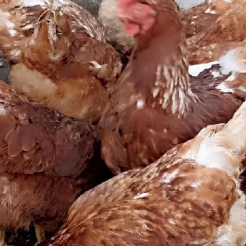 Куры несушки