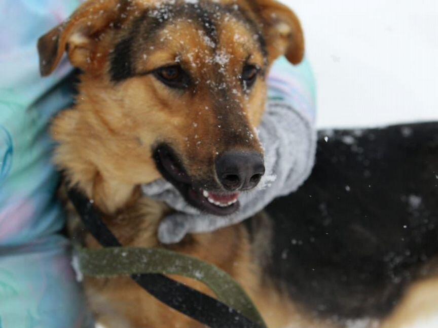 Флора - молодая собака из приюта в поисках дома