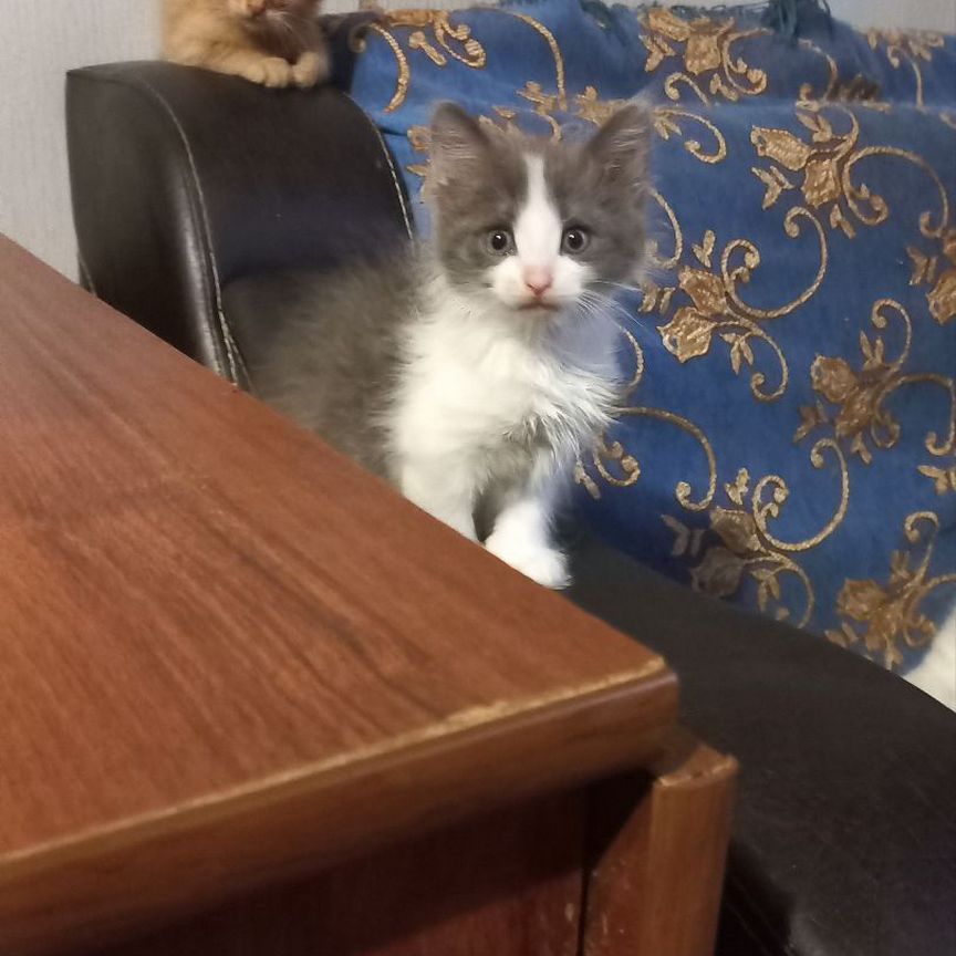 Котята в добрые руки бесплатно