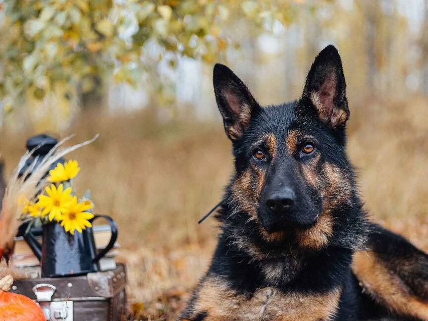 Овчар в приюте ждет родителей