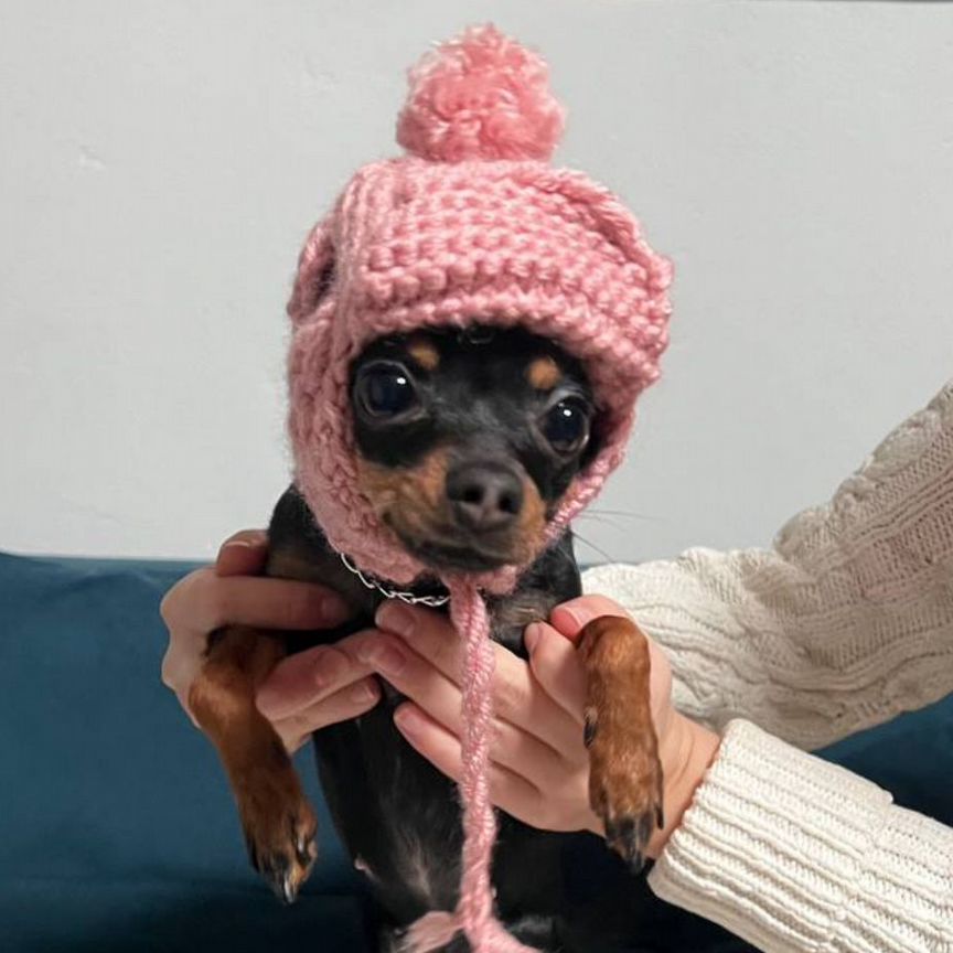 Шапочка для собак