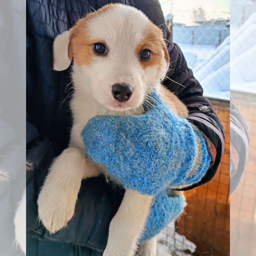 Щенок в добрые руки