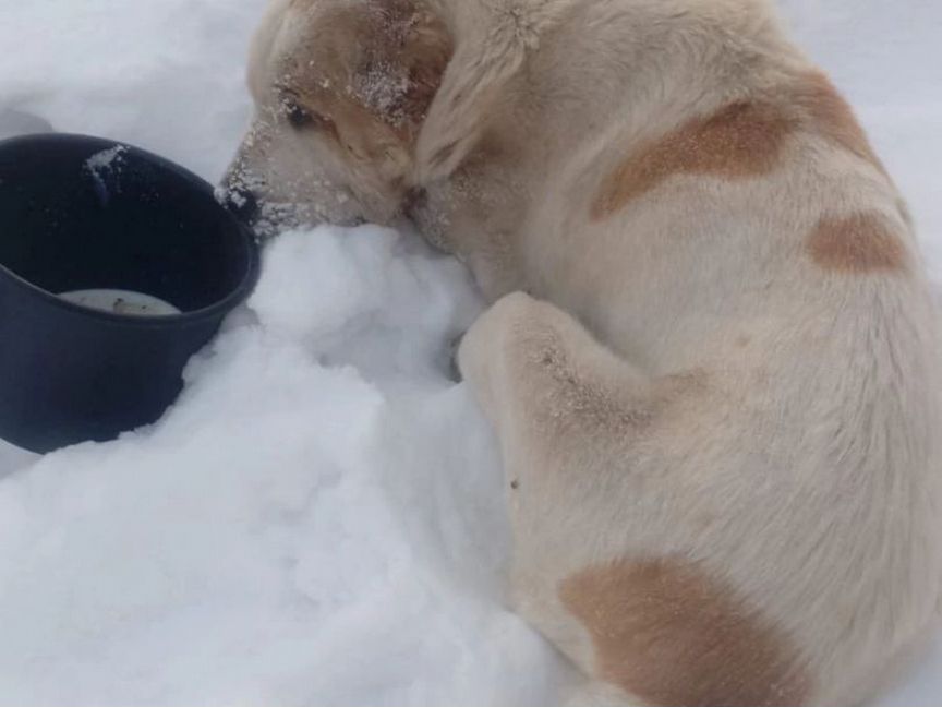 Найден слепой алабай