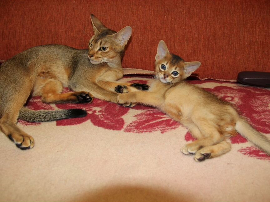 Абиссинские котята дикий окрас