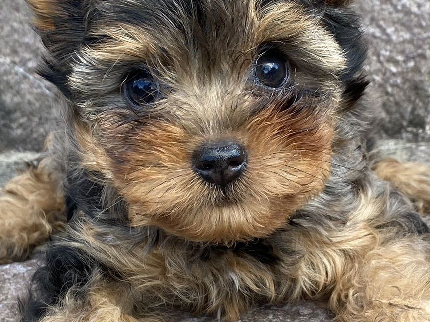 Мальчик мини, мраморный окрас