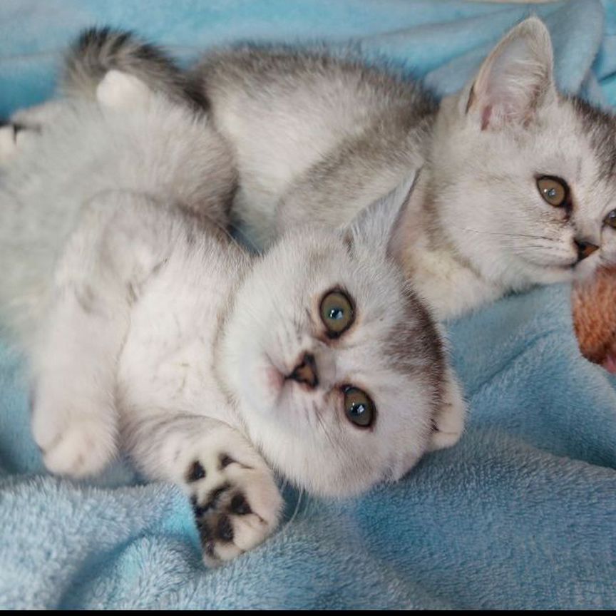 Шотландский вислоухий короткошёрстный котёнок