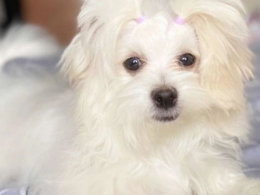 Щенки мальтийской болонки мини