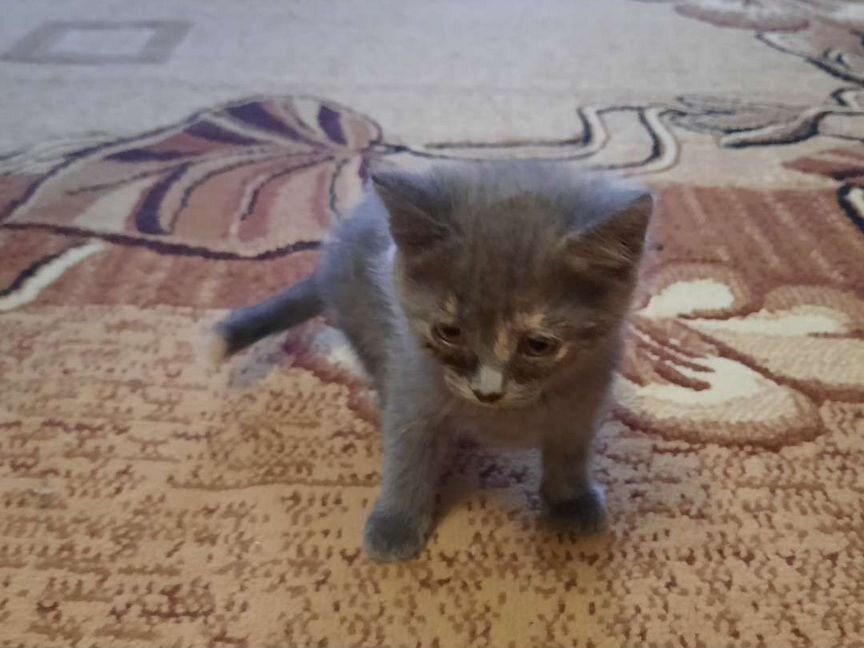 Котята в добрые руки бесплатно