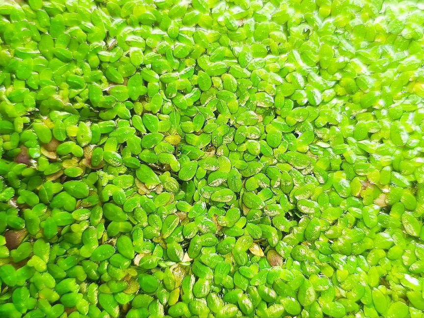 Ряска в аквариум