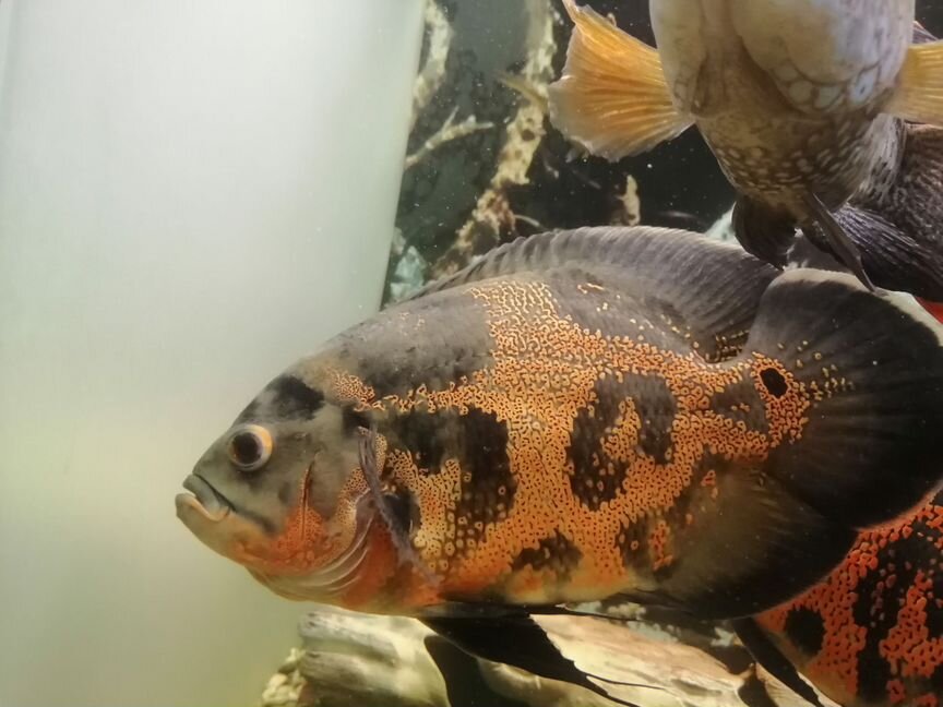 Рыба Астронотус