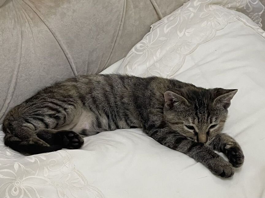 Котёнок (девочка, крысоловка) в добрые руки