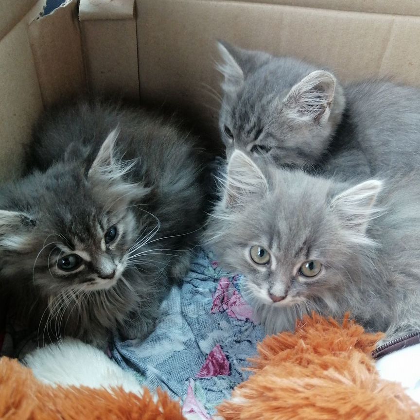 Котята в добрые руки, примерно 2 месяяца