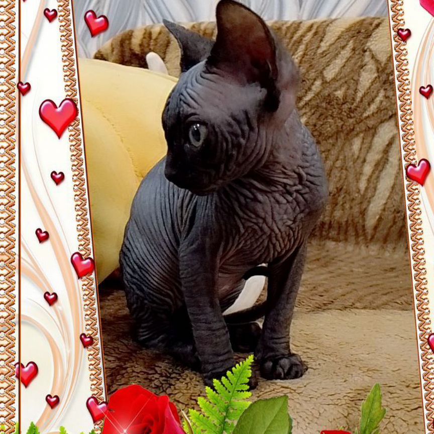 Донской сфинкс котёнок