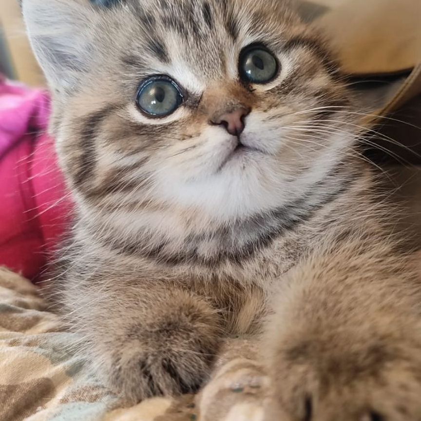 Отдадим котёнка в добрые руки