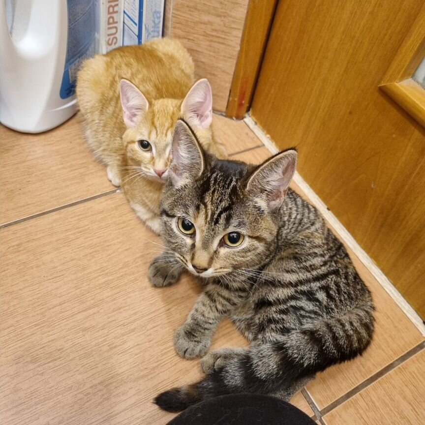 Котята отдам бесплатно