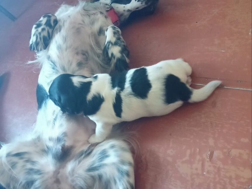 Щенок русского спаниеля