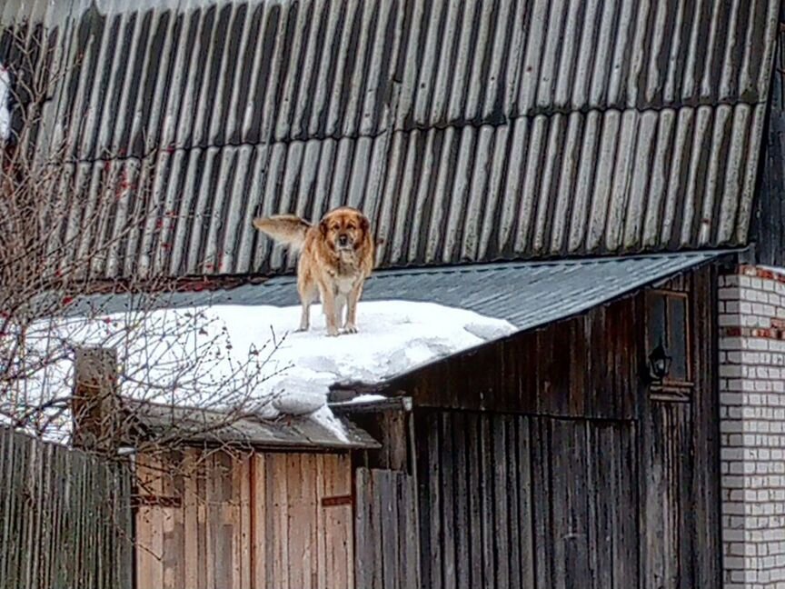 Взамен щенок