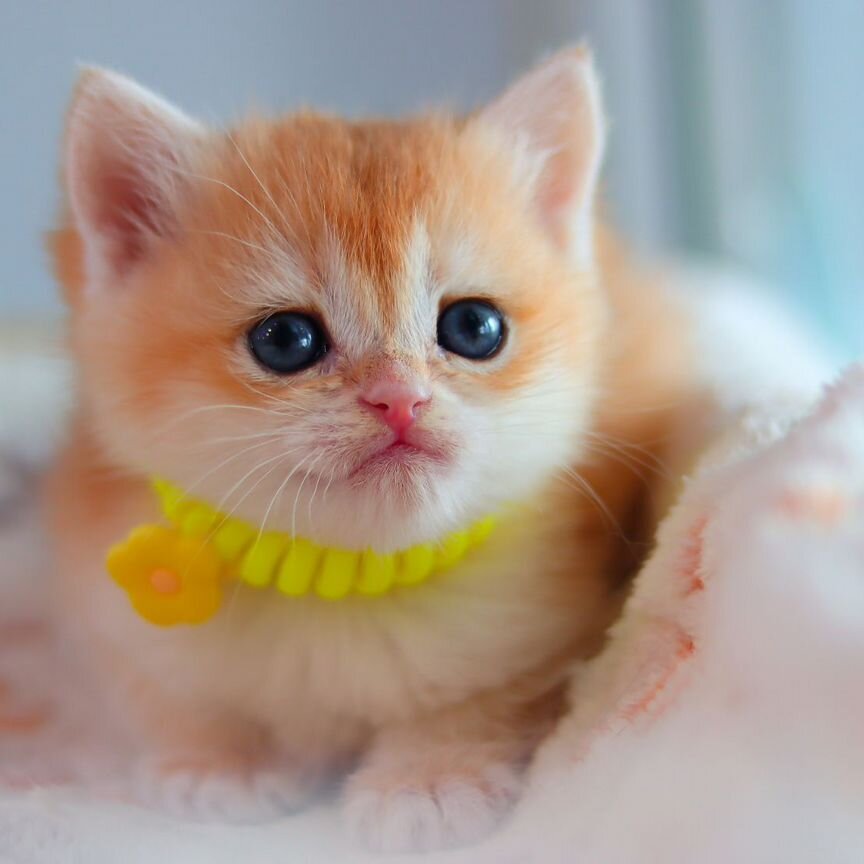 Британский короткошёрстный котёнок
