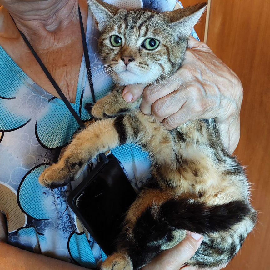 Кошечка Женя 6 месяцев