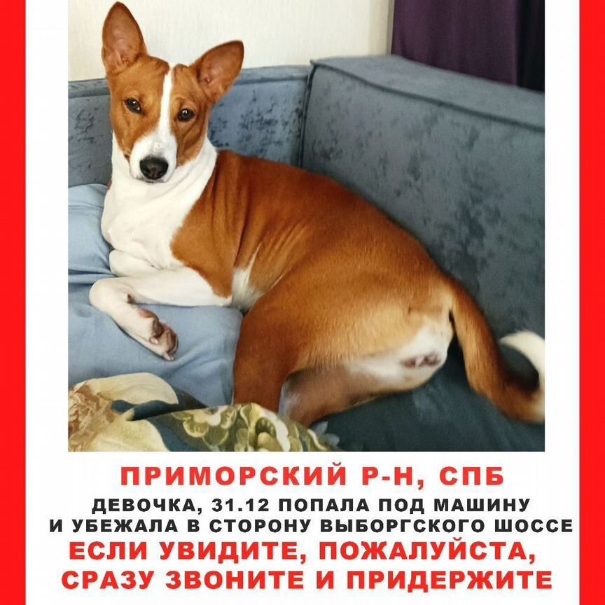 Басенджи потерялась