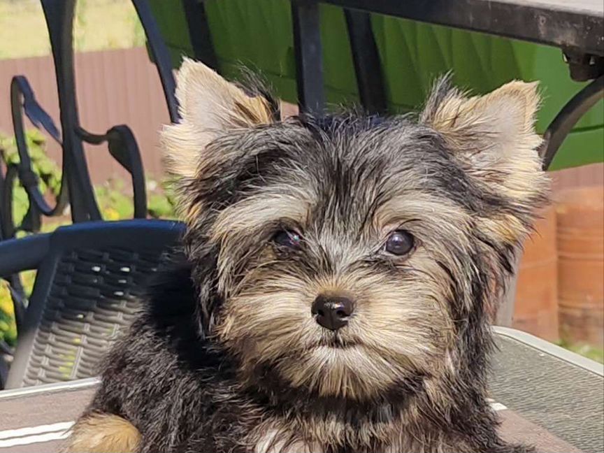 Очаровательная мини девочка