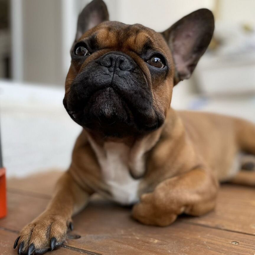 Французский бульдог отдам