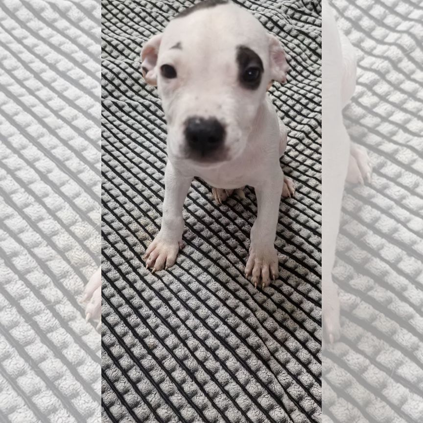 Американский стаффордширский терьер, щенок