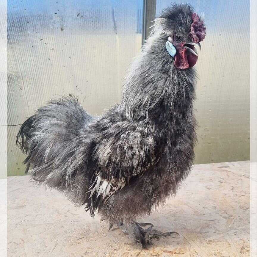 Китайские шелковые куры (петух)
