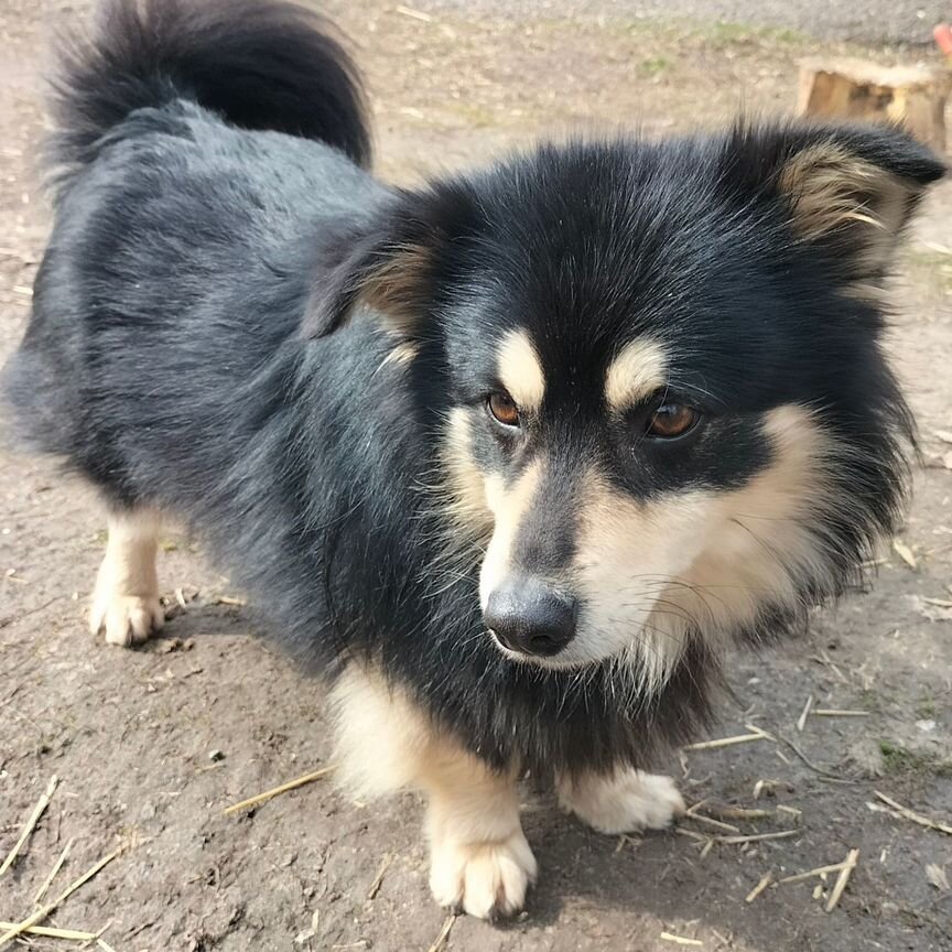 Взрослый пёс в добрые руки