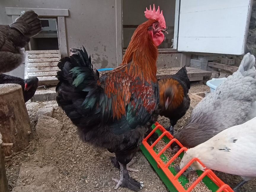 Петух маран черно медный