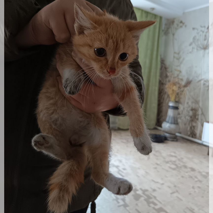 Котёнок в добрые руки
