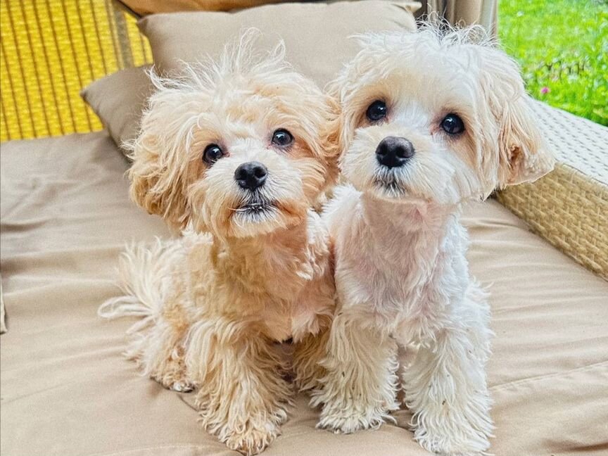 Мальтипу мини мальчик f1 Мишу